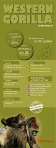 Western Gorilla Infographic