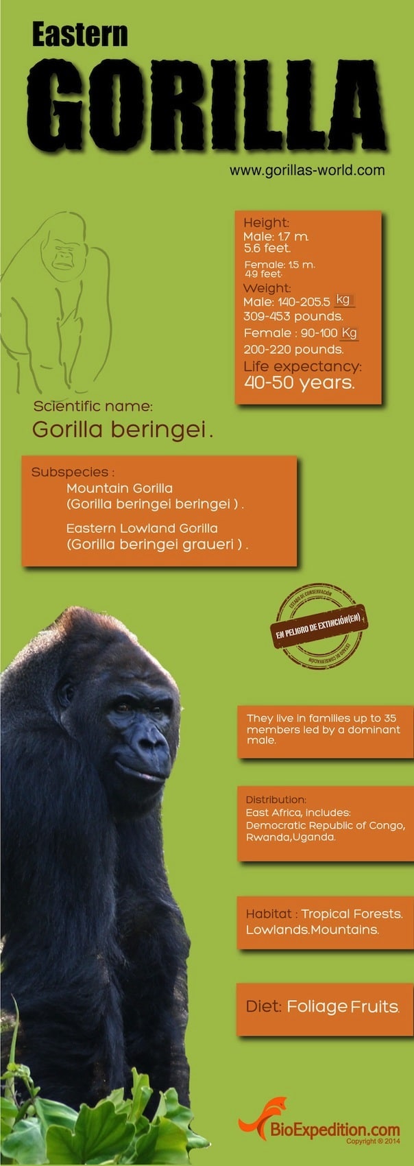 Eastern Gorilla Infographic